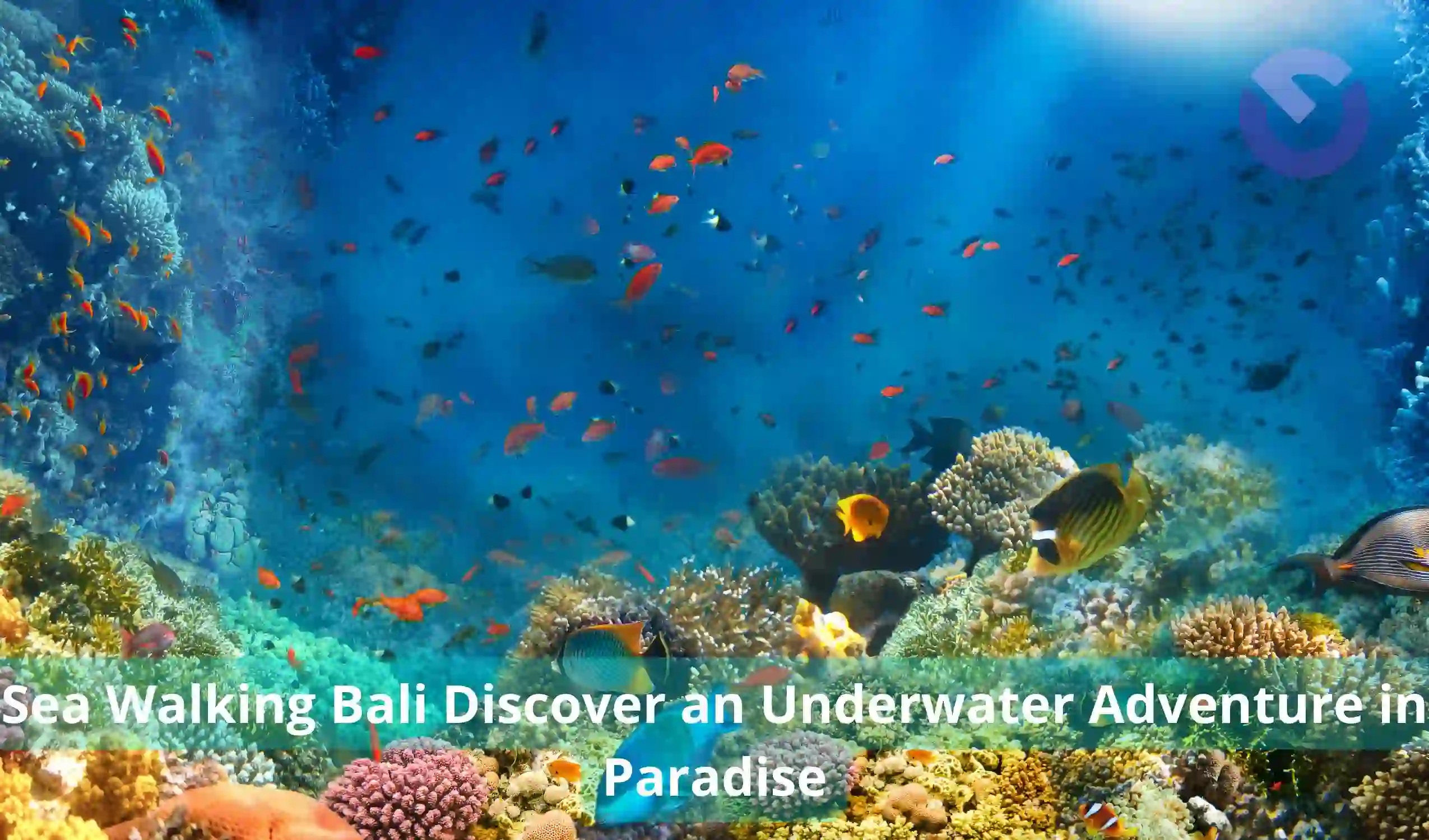 Sea Walking Bali Discover an Underwater Adventure in Paradise - Gates ...